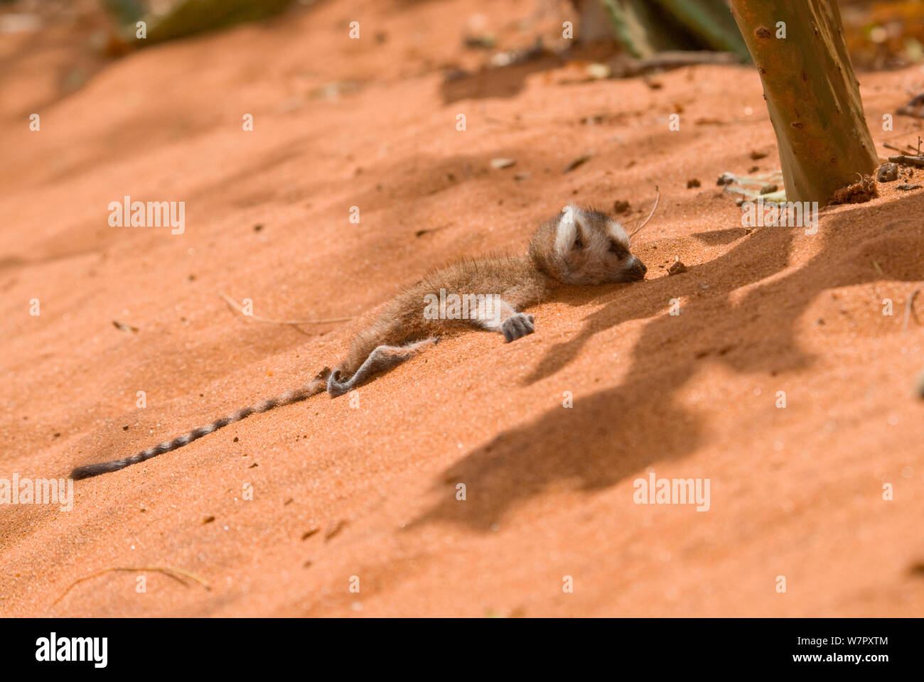 Babies death hi-res stock photography and images - Alamy