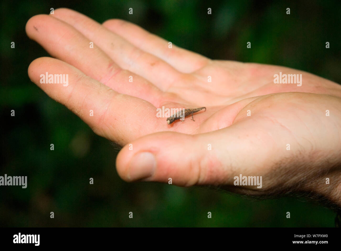 Nosy Be Pygmy Leaf Chameleon (Brookesia minima) male, the world's ...
