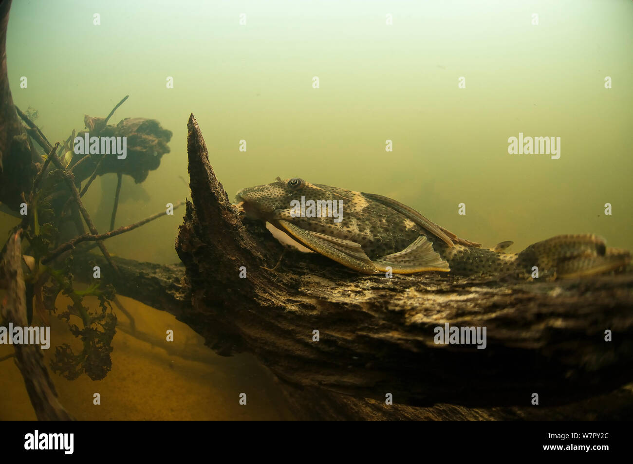 Armored Catfish (Hypostomus gymnorhynchus). Gran Rio near Awadan ...