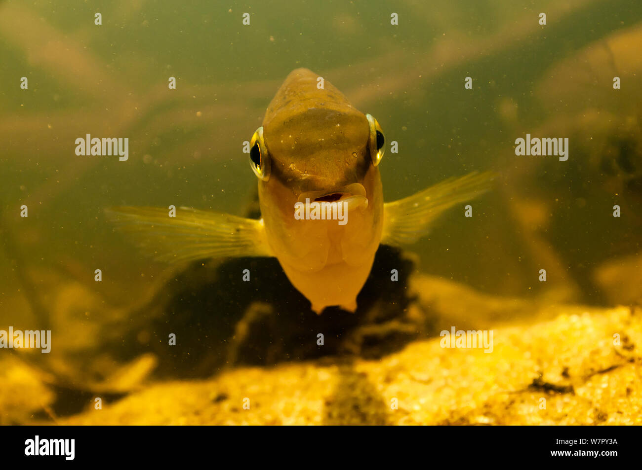 Female South American Cichlid (Krobia guianensis), guarding her nest ...