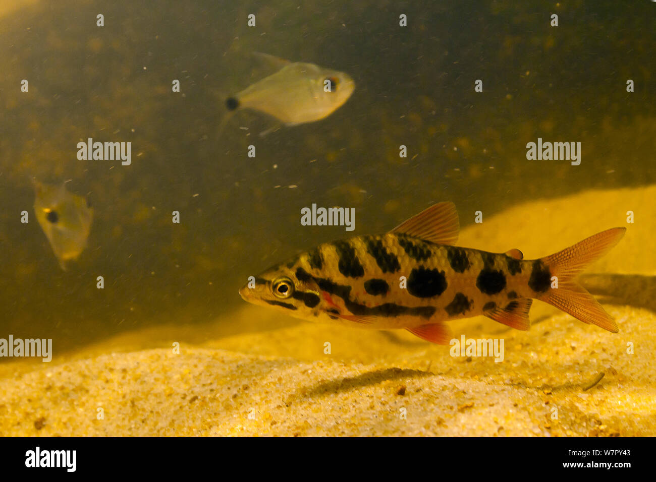 Leporinus hi-res stock photography and images - Alamy