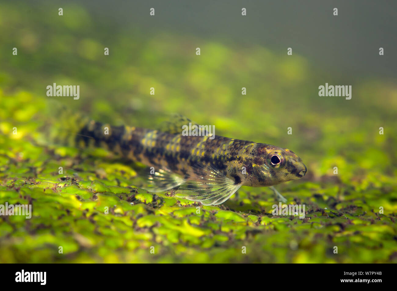 Charax fish (Melanocharacidium dispilomma). Awadan rapids, Gran Rio ...