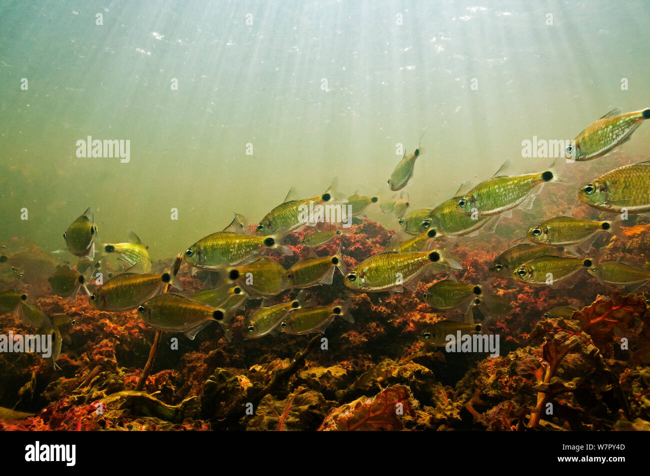 Moenkhausia surinamensis hi-res stock photography and images - Alamy