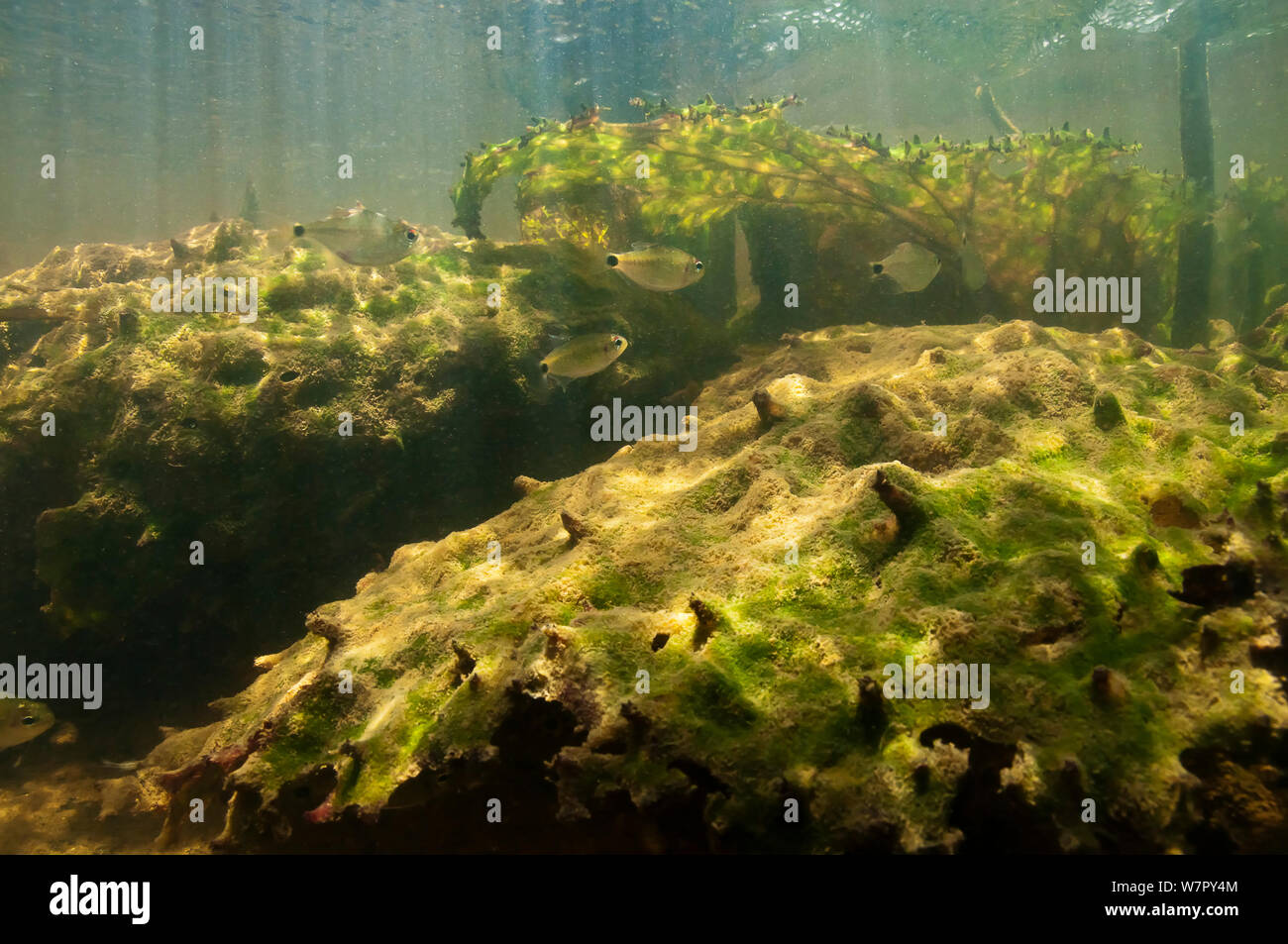 The leaves of Podostemaceae river weed (Mourera fluviatilis) with ...