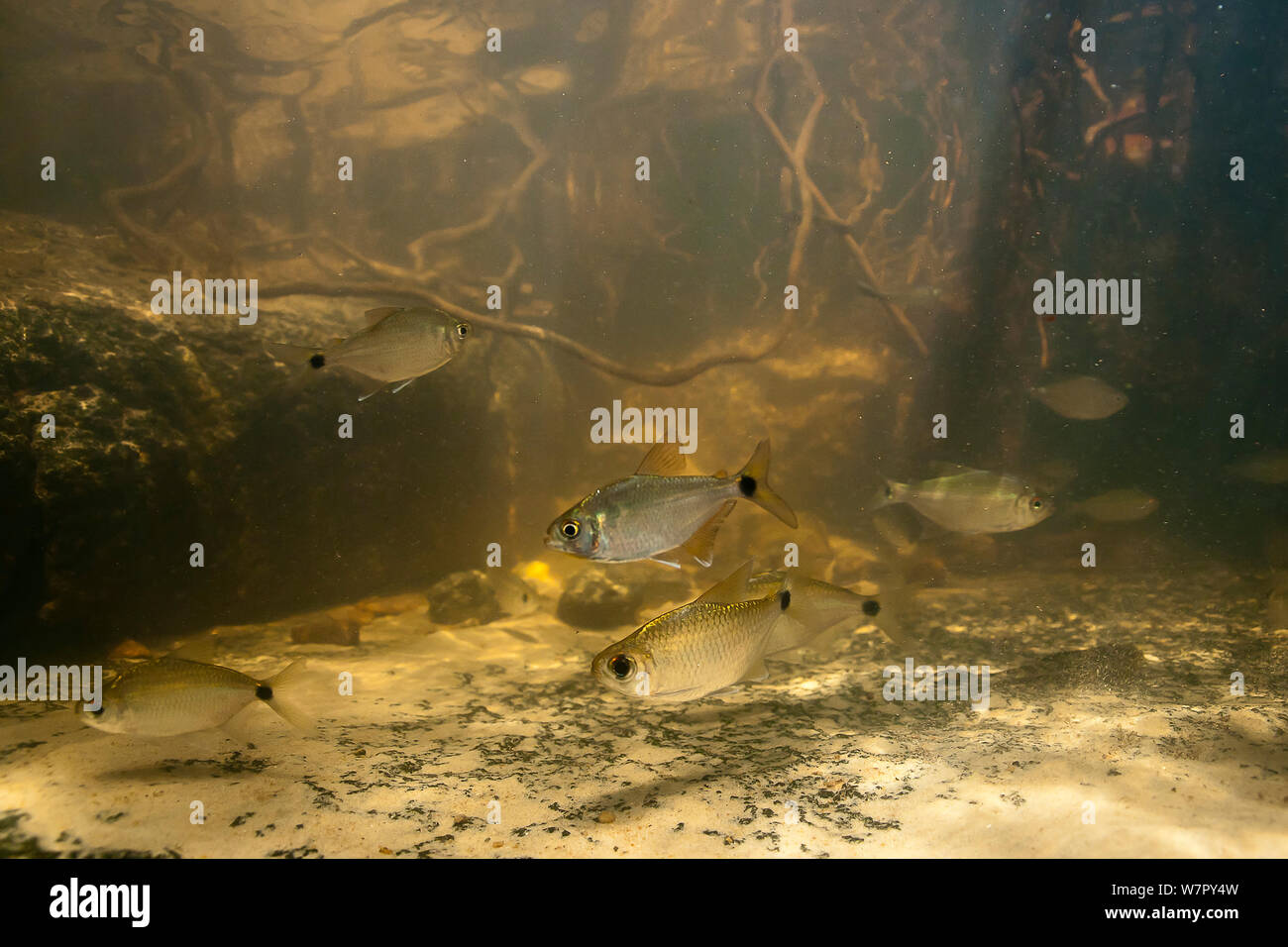 Tetras (Moenkhausia surinamensis) surrounding a mimic (central fish ...