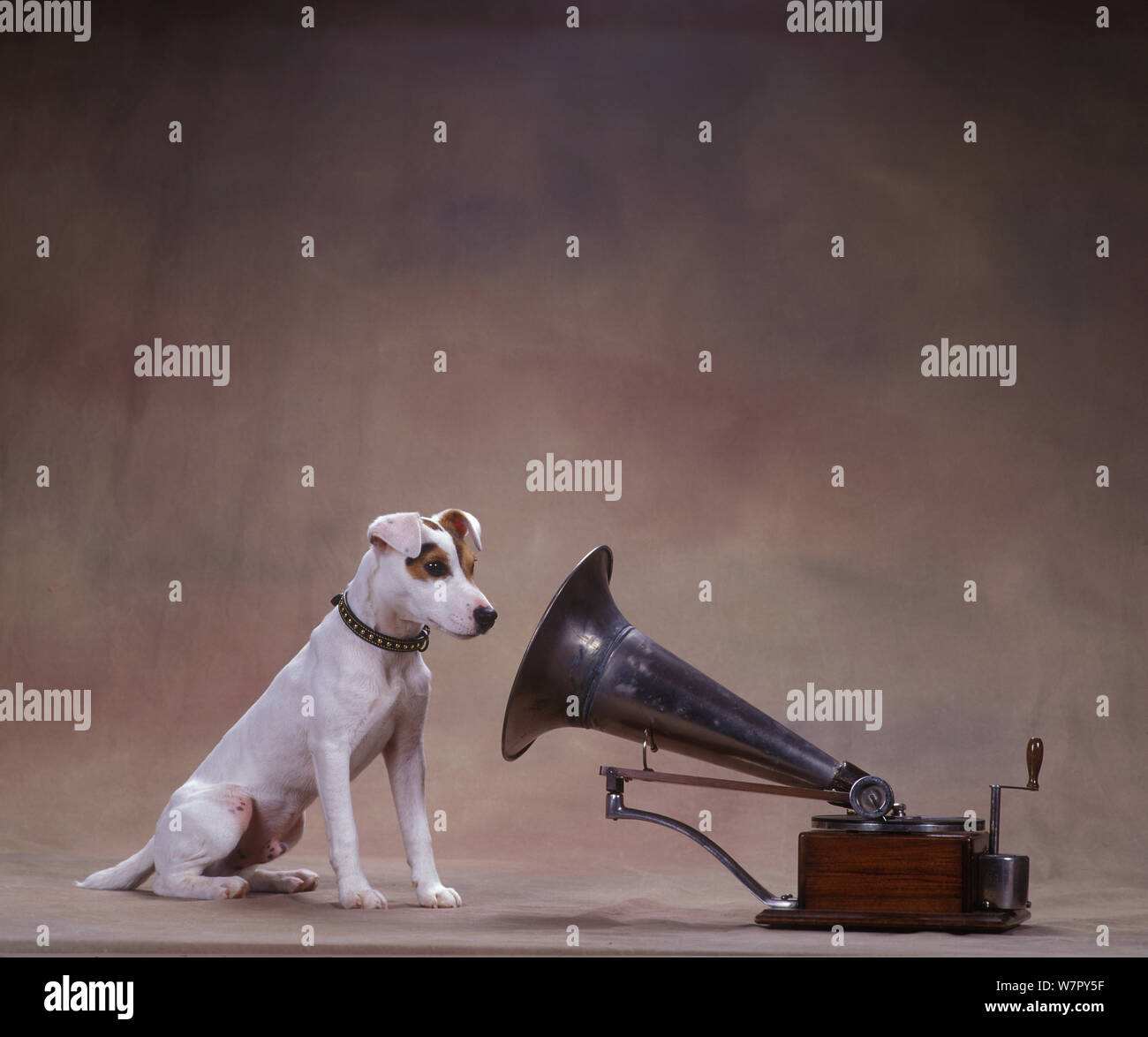 Jack russell with gramophone hi-res stock photography and images - Alamy