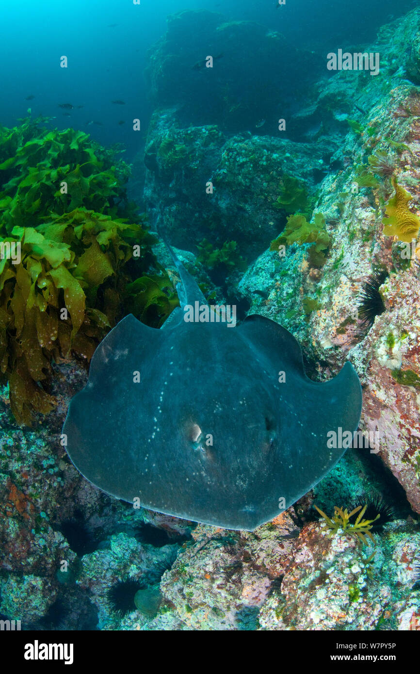 Long-tailed Stingray (Dasyatis thetidis) Poor Knights Islands, New ...