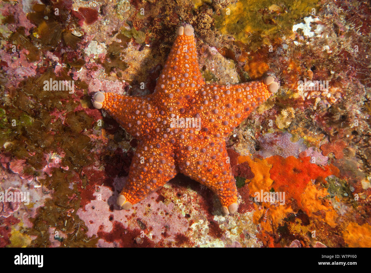 Asteroidiscides truncatus hi-res stock photography and images - Alamy