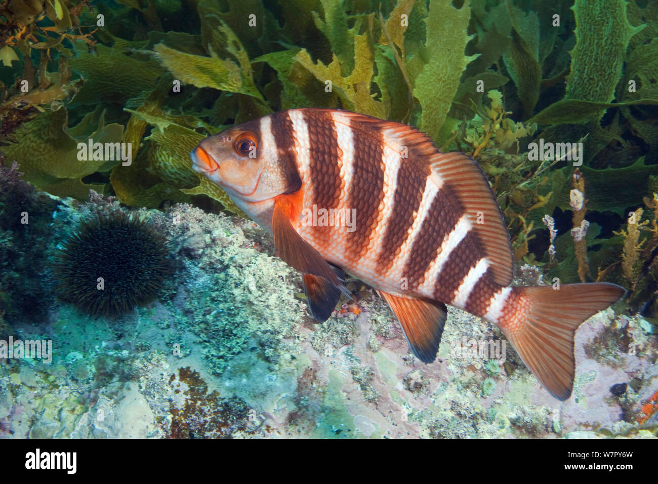 Cheilodactylus spectabilis hi-res stock photography and images - Alamy