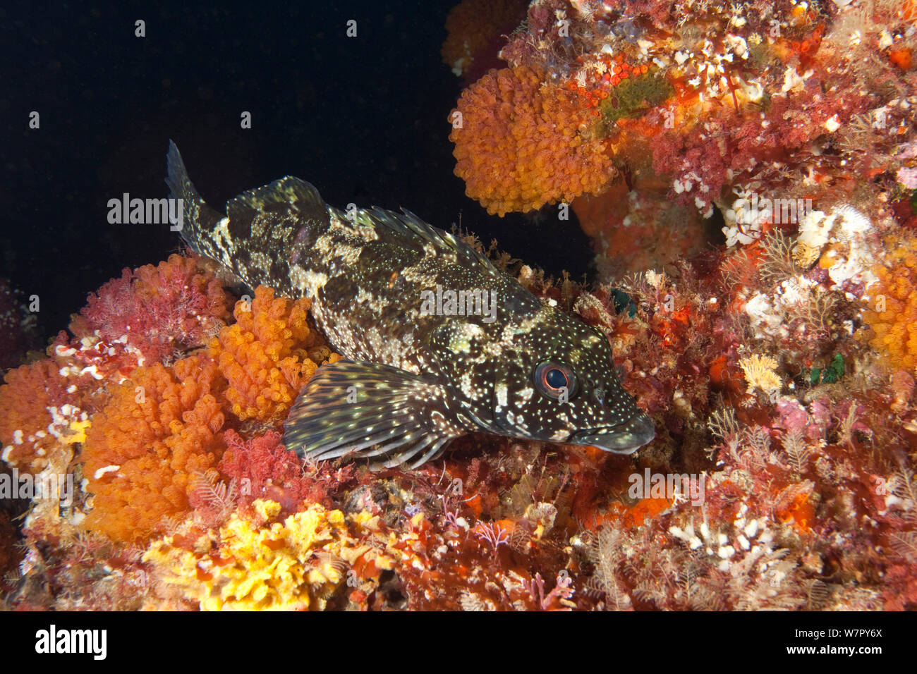 Chironemus hi-res stock photography and images - Alamy