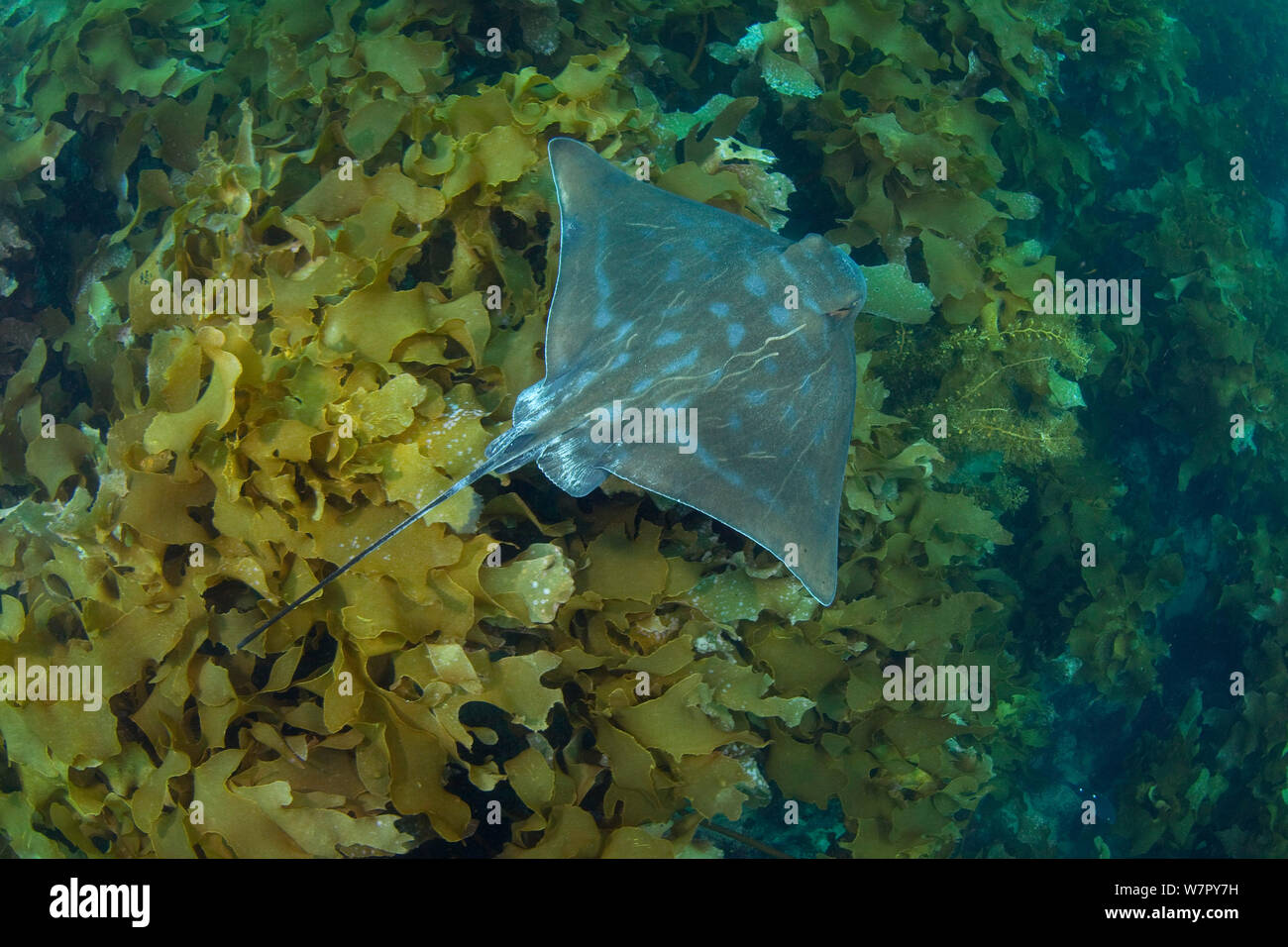 Eagle Ray (Myliobatis tenuicaudatus) Poor Knights Islands, New Zealand ...