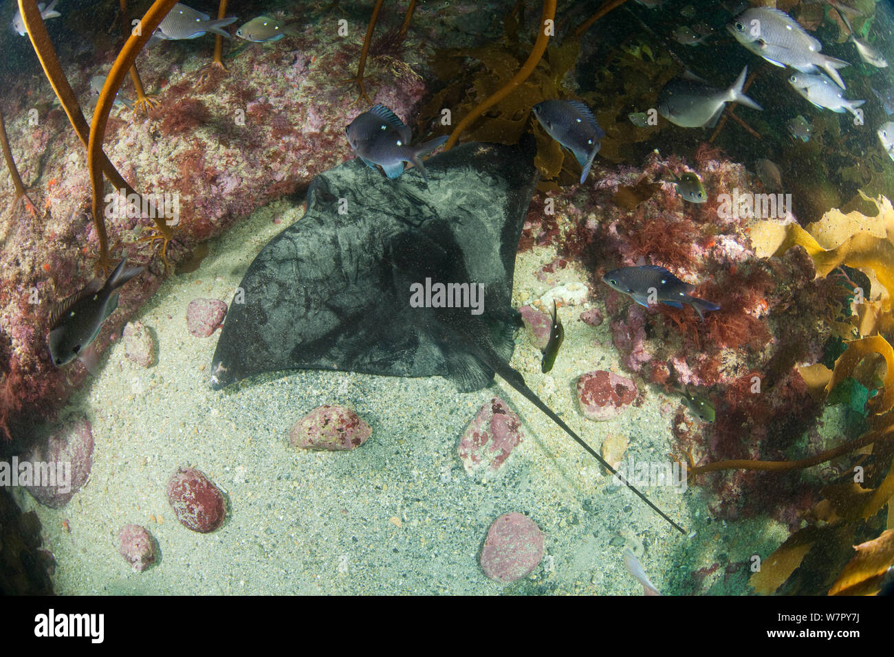 Eagle Ray (Myliobatis tenuicaudatus) female Poor Knights Islands, New ...