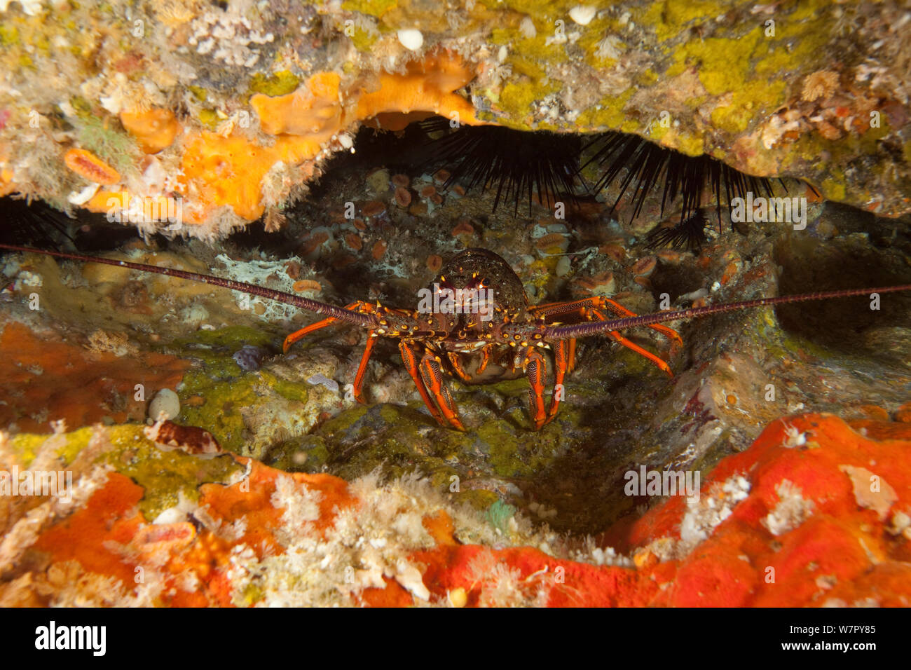 Red crayfish jasus edwardsii hi-res stock photography and images - Alamy