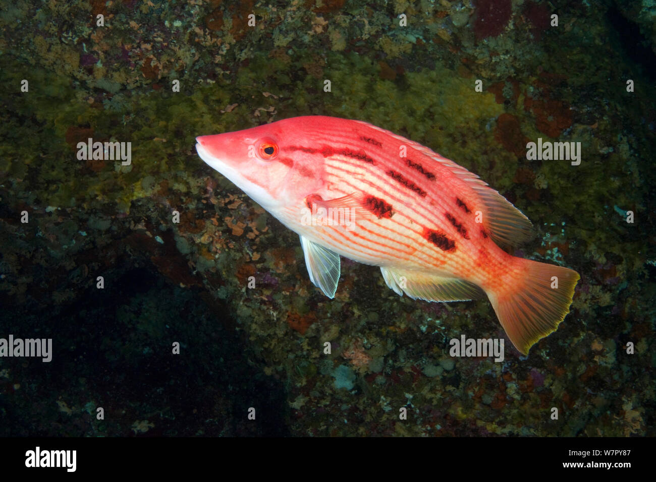 Female Red pigfish (Bodianus unimaculatus) Poor Knights Islands, New ...