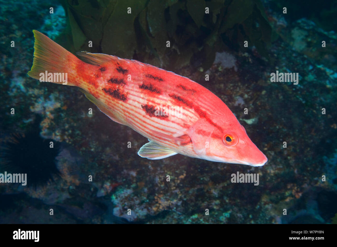 Bodianus unimaculatus hi-res stock photography and images - Alamy