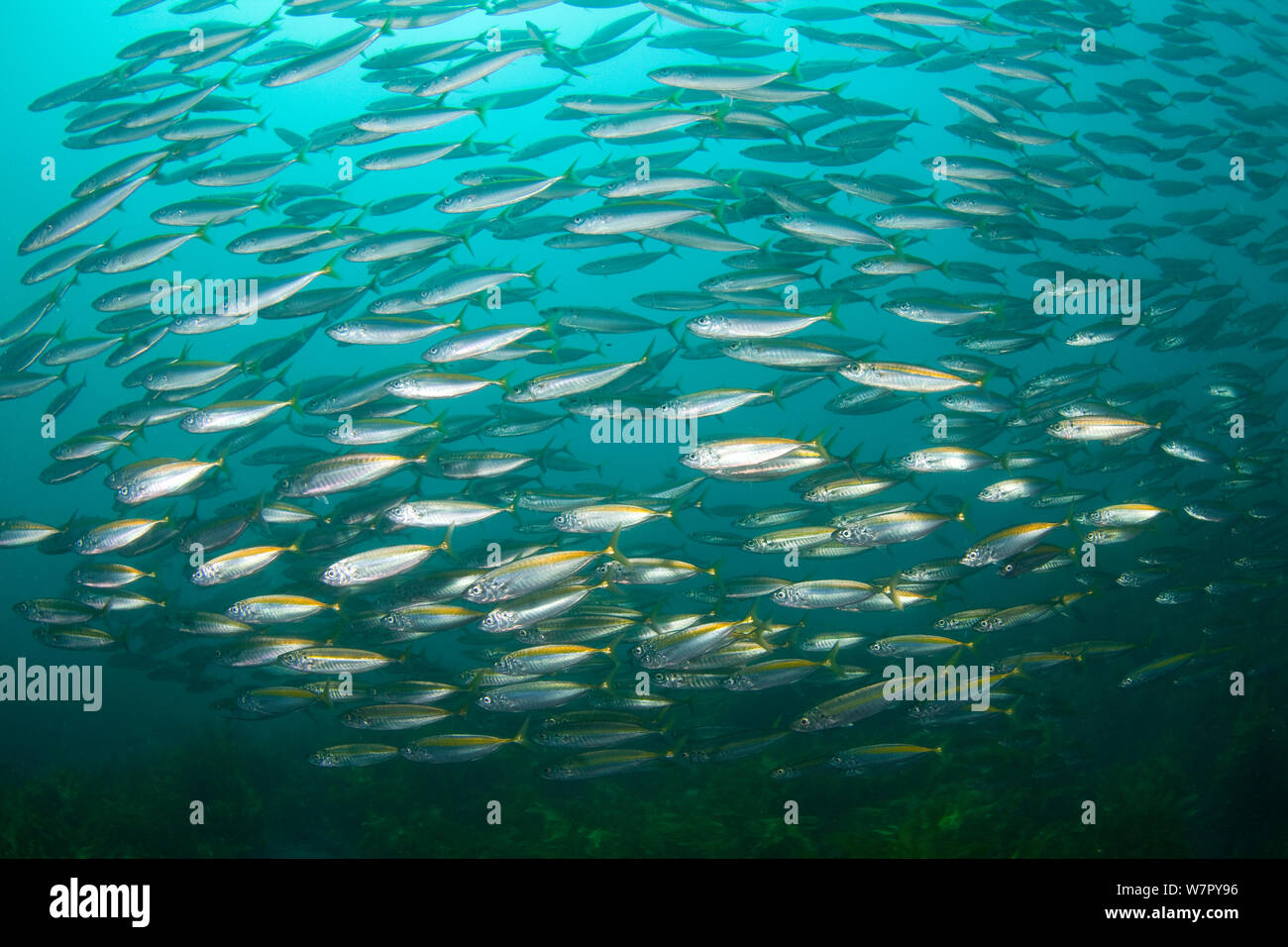 Fish shoals hi-res stock photography and images - Alamy