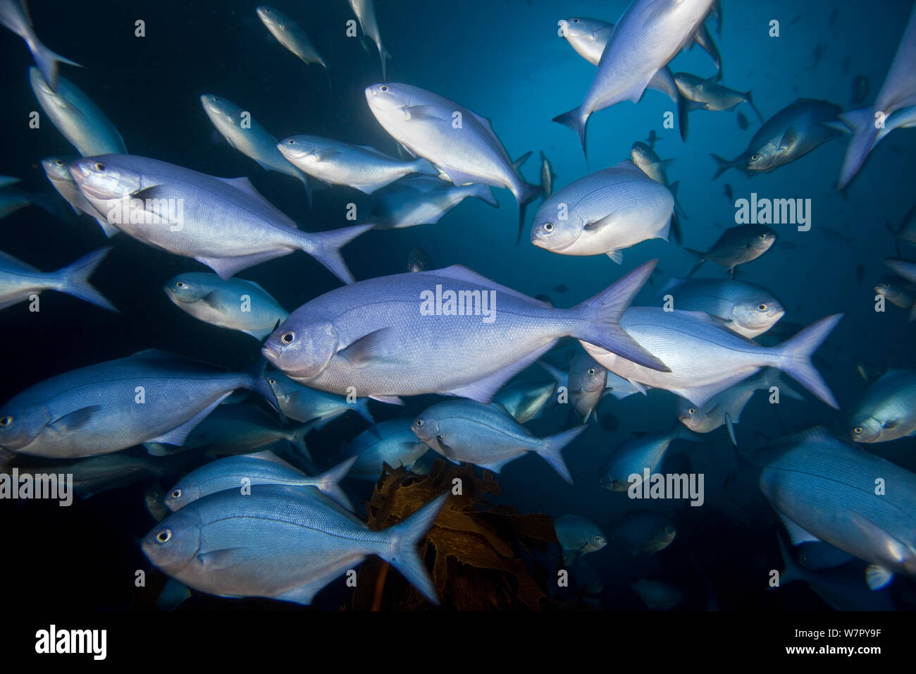 Blue maomao fish hi-res stock photography and images - Alamy