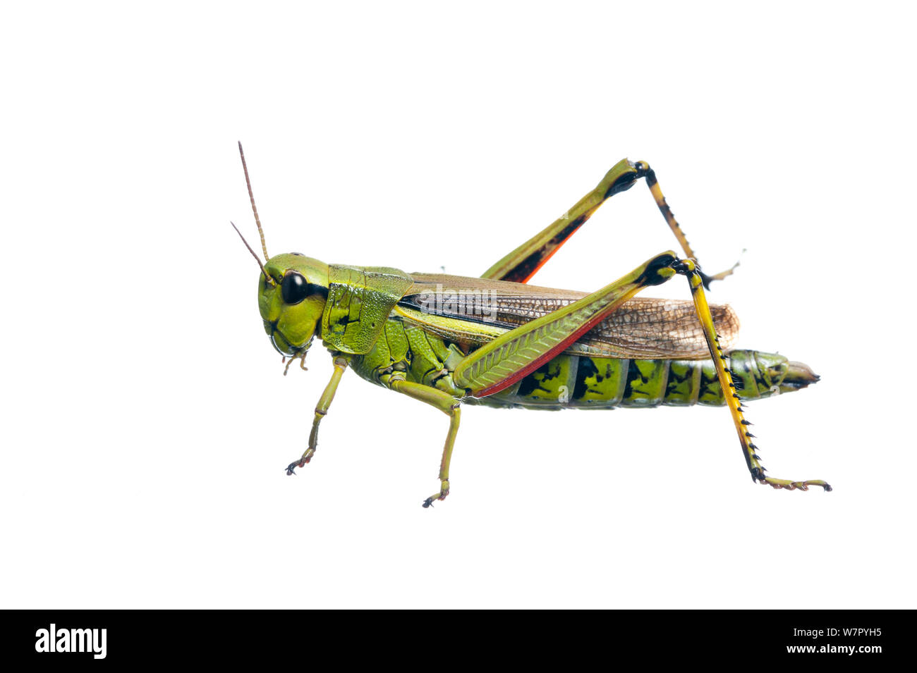 Green Grasshopper White Background