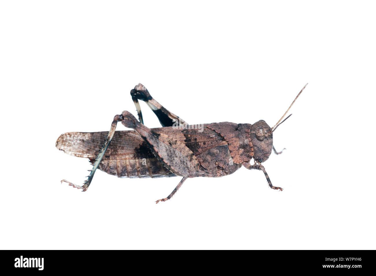 Red winged grasshopper hi-res stock photography and images - Alamy