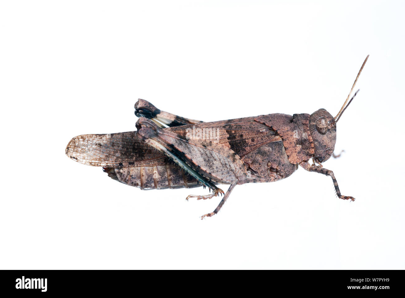 Red winged grasshopper oedipoda germanica Cut Out Stock Images ...