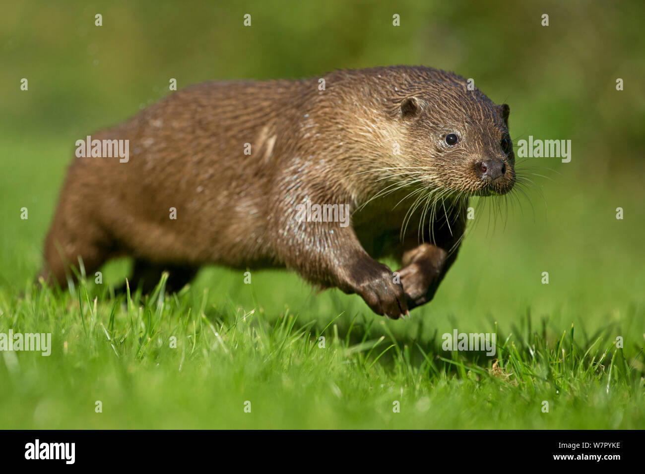 Jumping otter hi-res stock photography and images - Alamy