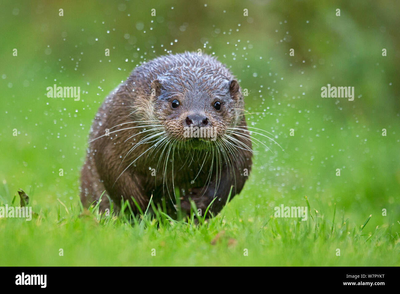 European Otter (Lutra lutra) running. Controlled conditions. UK ...