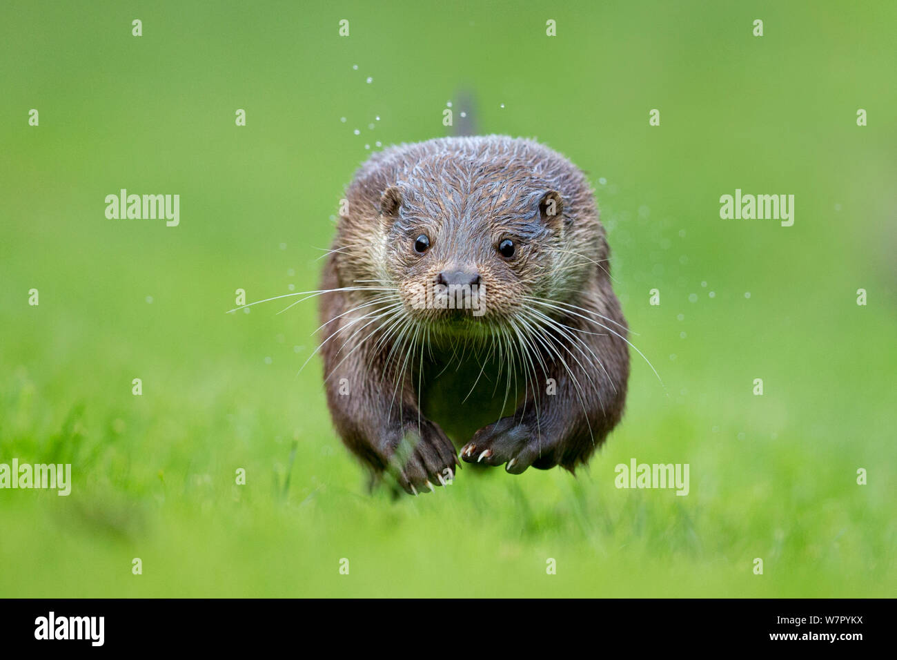 Otters uk hi-res stock photography and images - Alamy