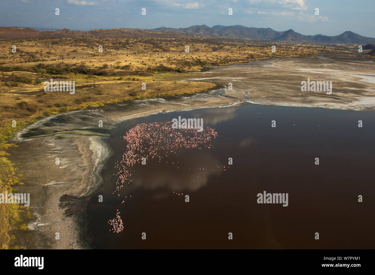 Aerial view of Lesser Flamingo (Phoenicopterus / Phoeniconaias minor ...