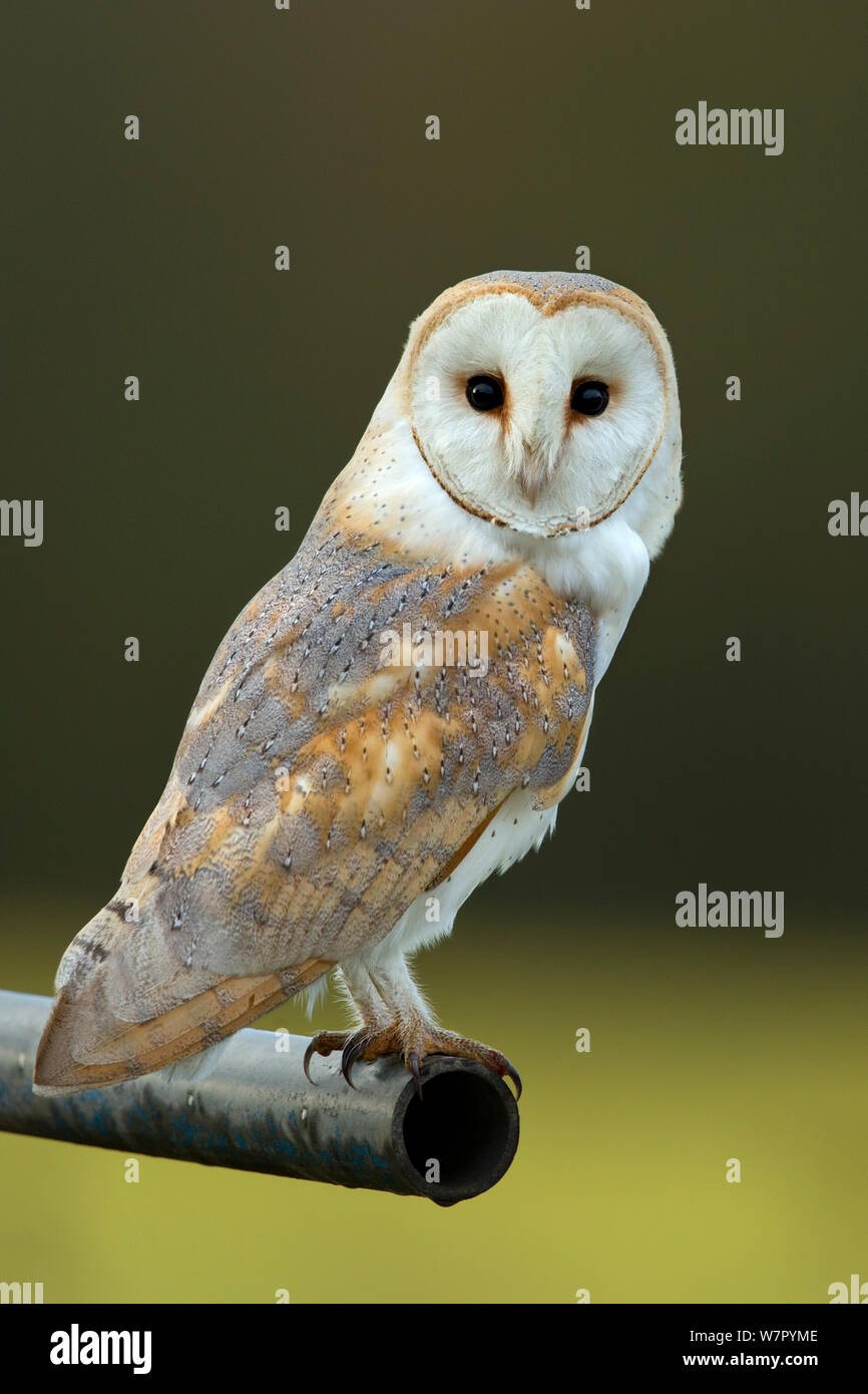 Owls europe hi-res stock photography and images - Alamy