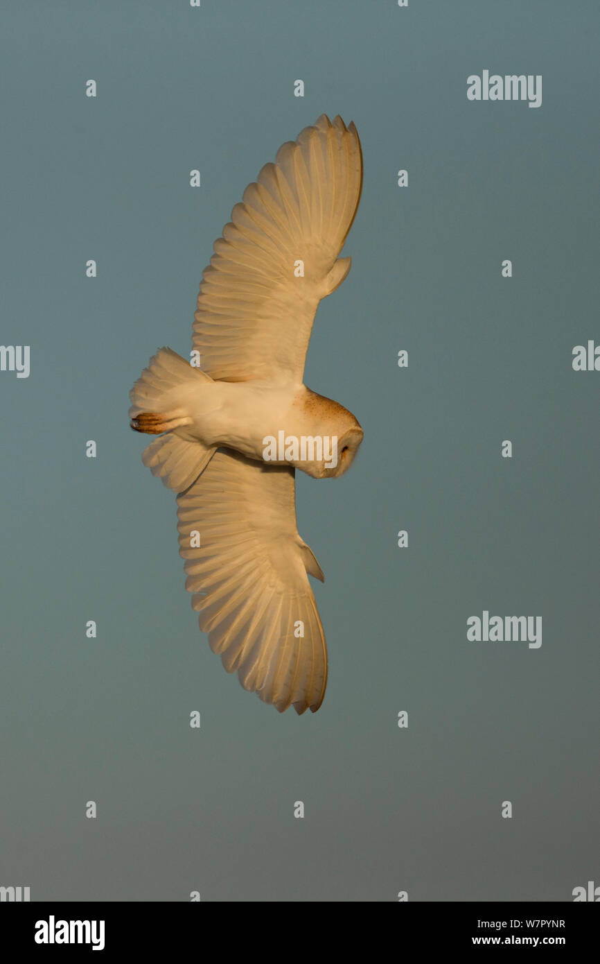 Barn Owl (Tyto alba) in flight, with underwing and alula visible. UK ...