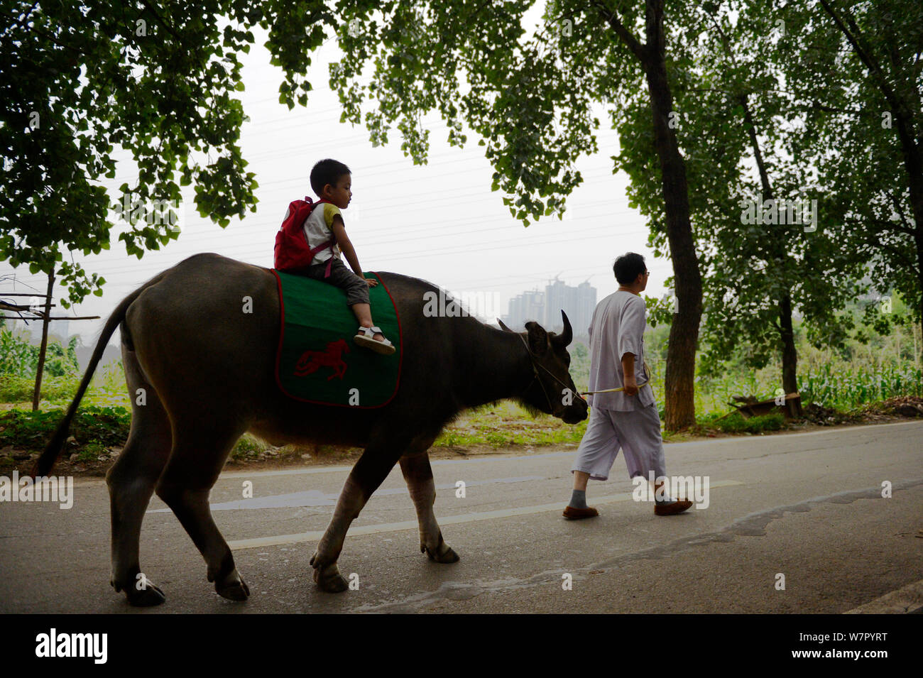 Ox back hi-res stock photography and images - Alamy