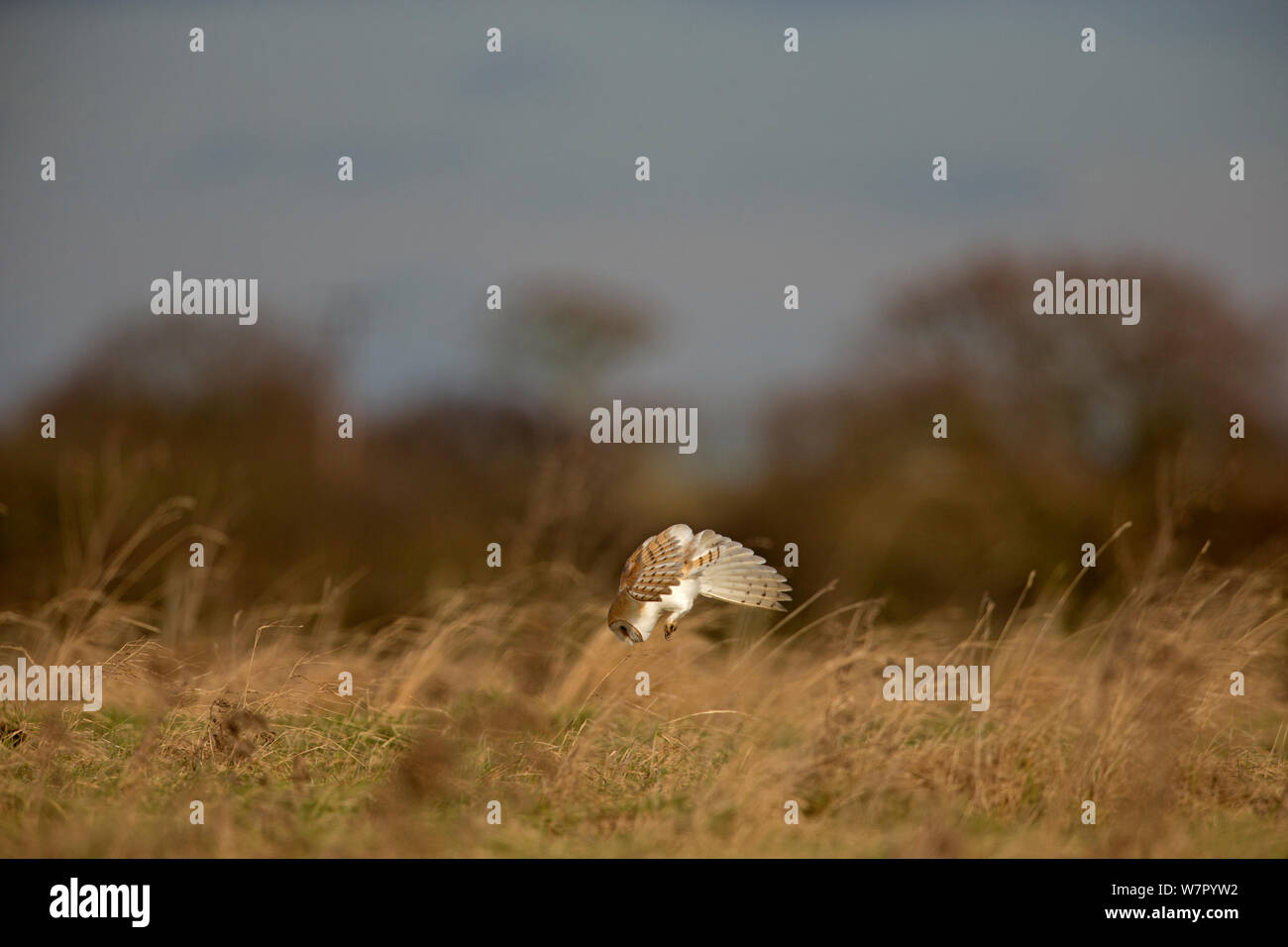 6 owls hi-res stock photography and images - Alamy