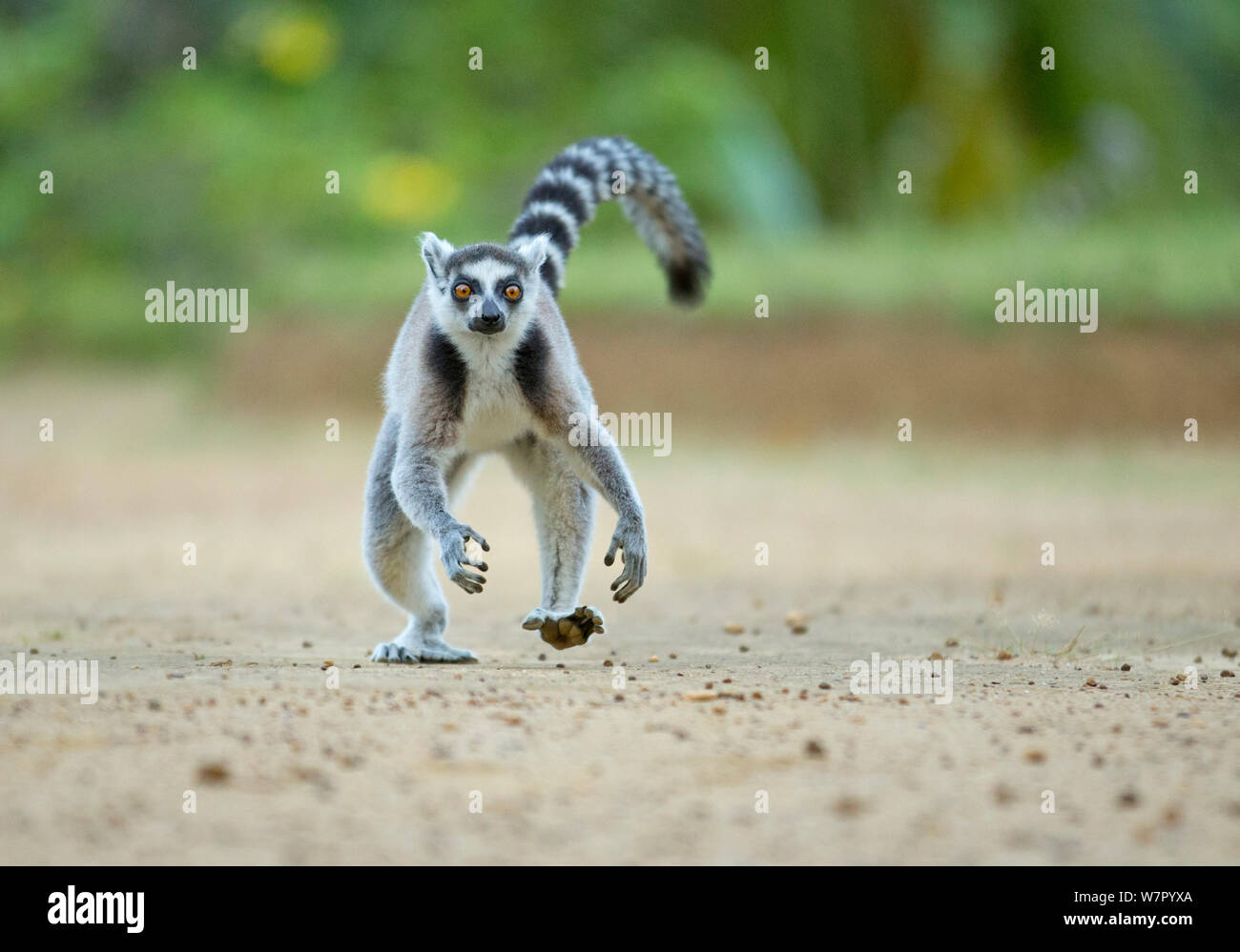 Lemuridae madagascar hi-res stock photography and images - Alamy