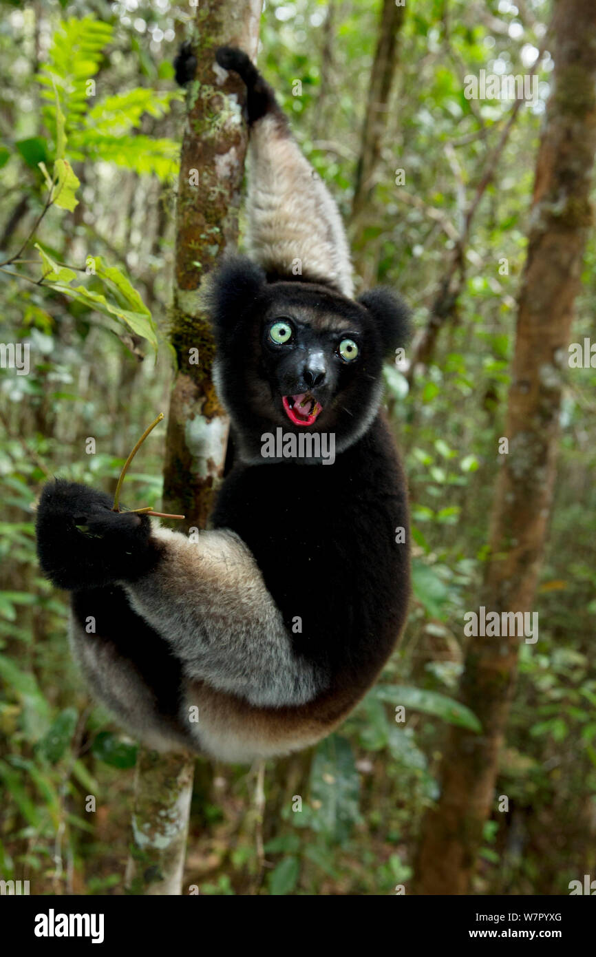 Indri (Indri indri) portrait in tropical rainforest habitat. Madagascar ...