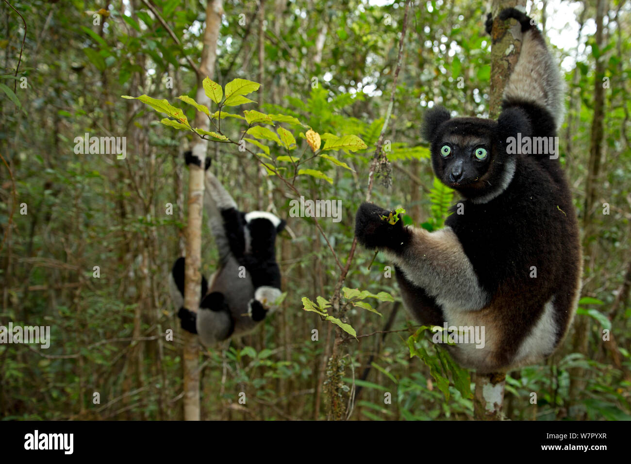 Indri (Indri indri) feeding in tropical rainforest habitat. Madagascar ...