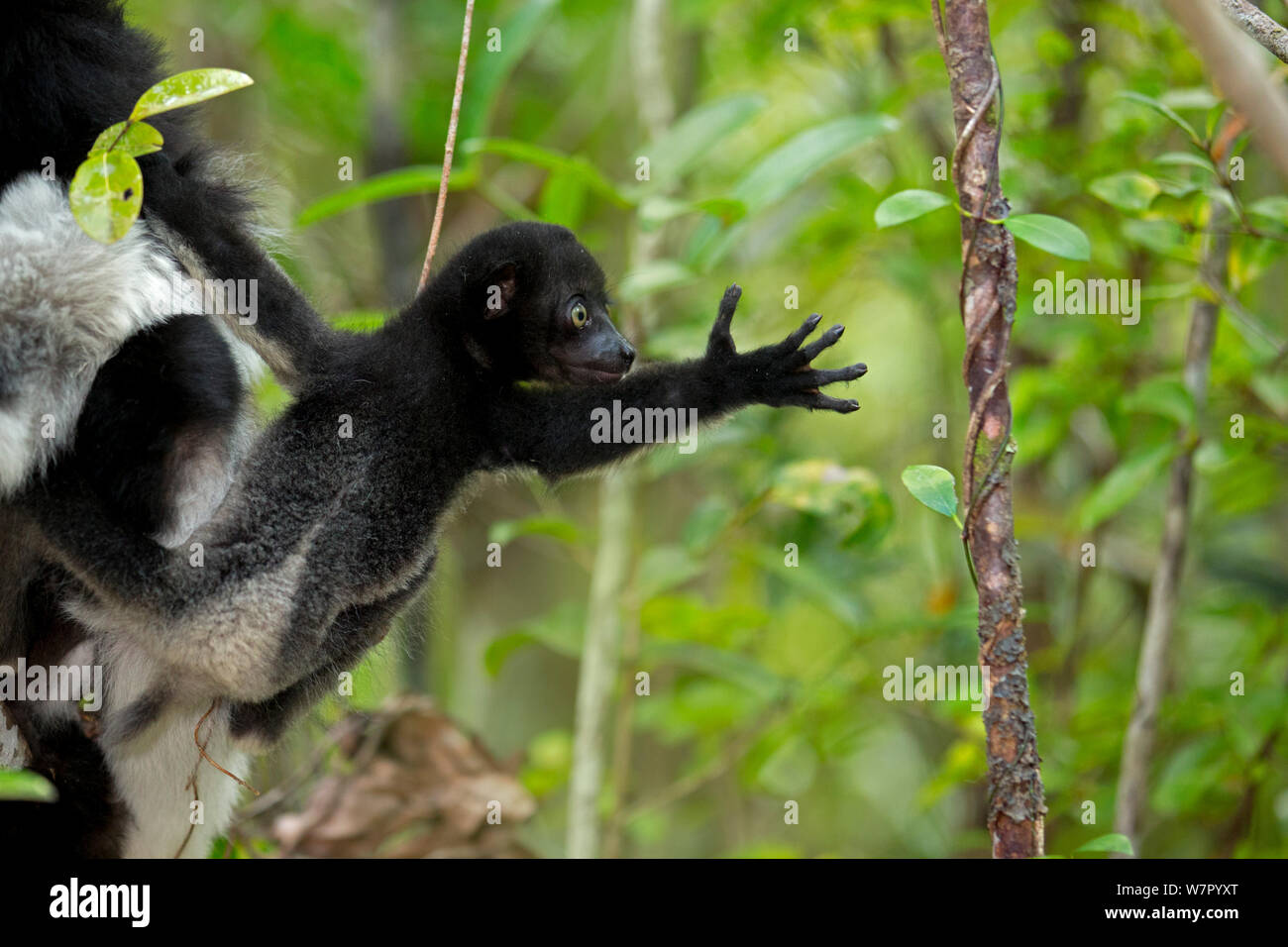 Indri (Indri indri) two-month baby in tropical rainforest habitat. Madagascar Stock Photo - Alamy