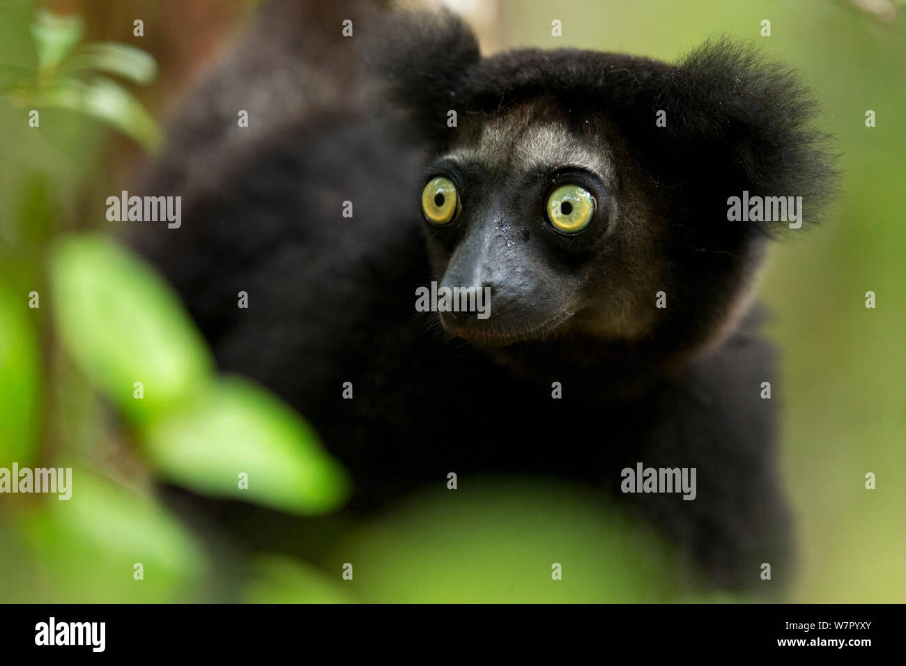 Indriidae hi-res stock photography and images - Alamy