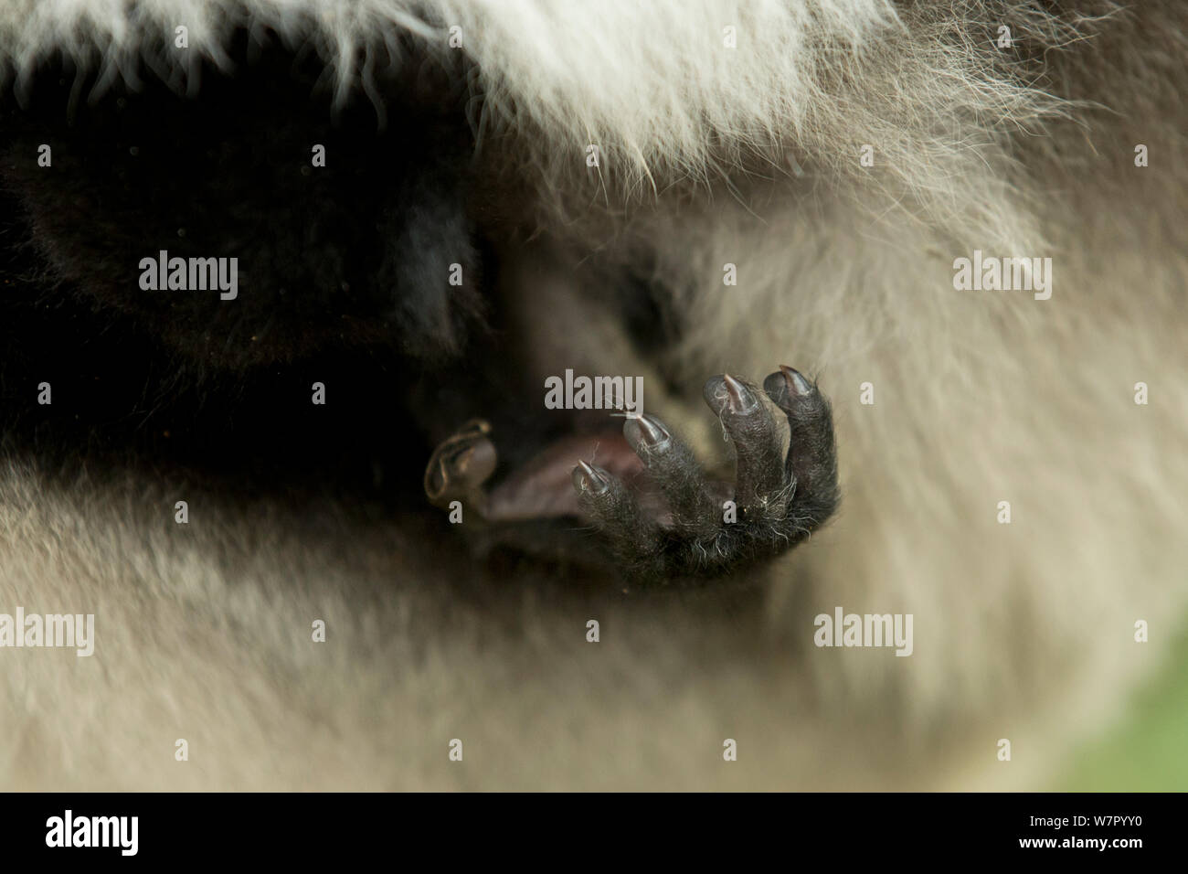 Primates hands hi-res stock photography and images - Alamy