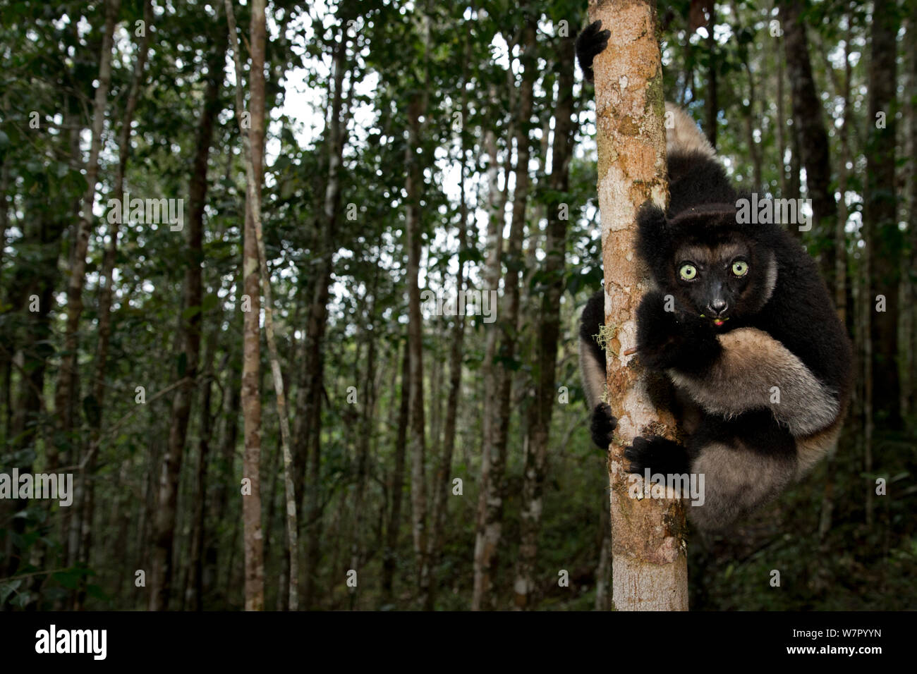 Indri (Indri indri) portrait in tropical rainforest habitat. Madagascar ...