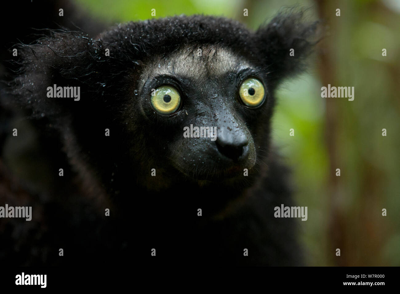 Indri (Indri indri) head portrait. Madagascar Stock Photo - Alamy