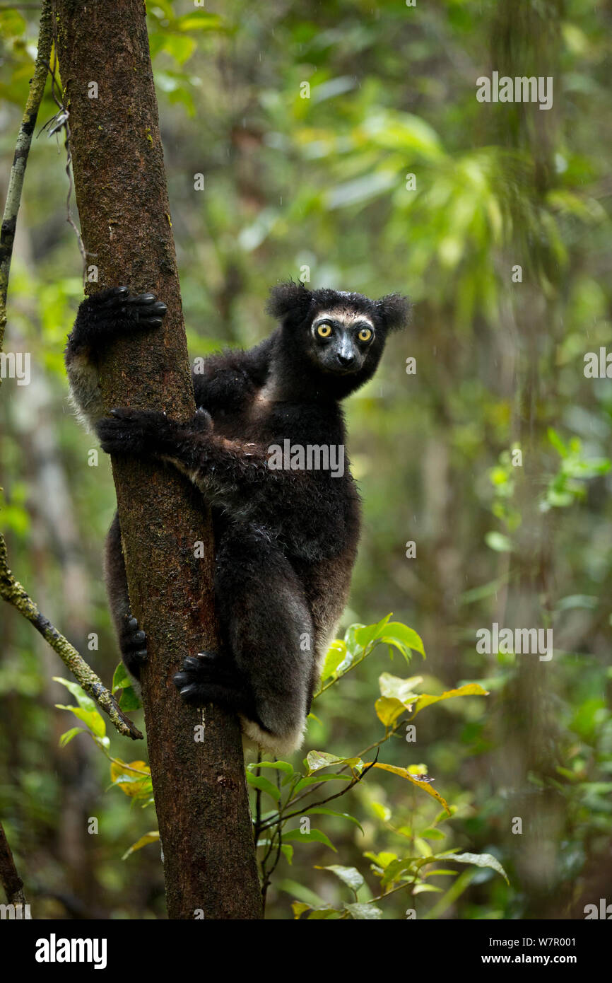 Indriidae hi-res stock photography and images - Alamy