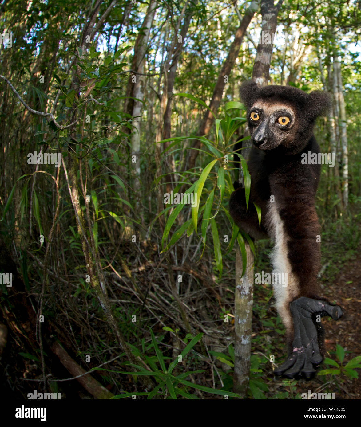 Indriidae hi-res stock photography and images - Alamy