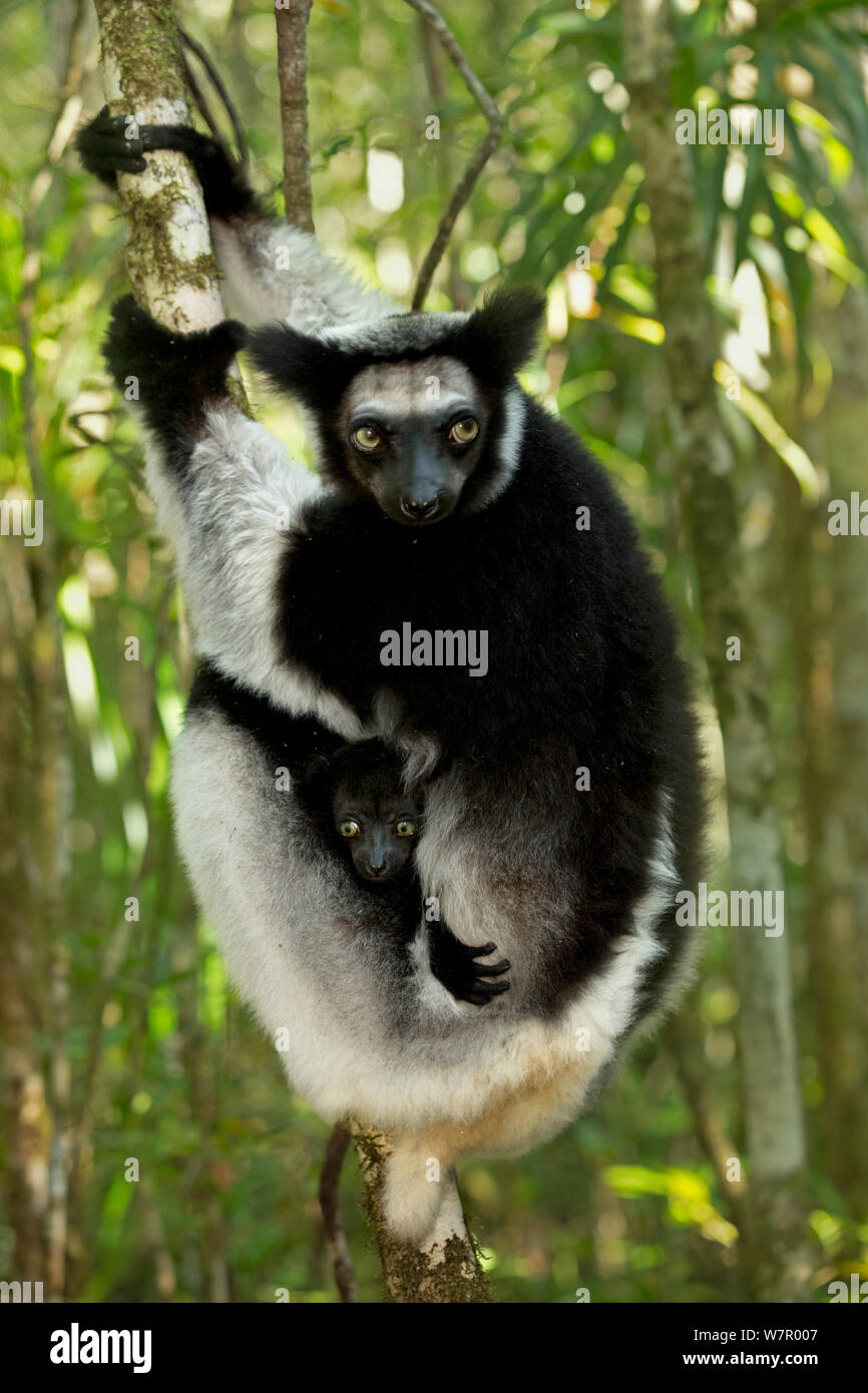 Indriidae hi-res stock photography and images - Alamy