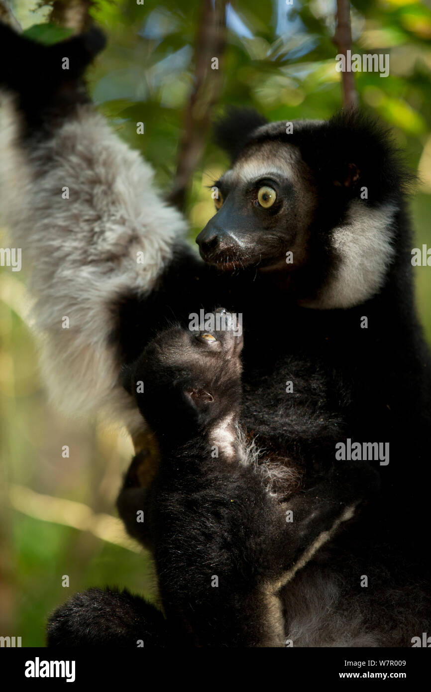 Indri (Indri indri) female with 2 month baby. Madagascar Stock Photo ...