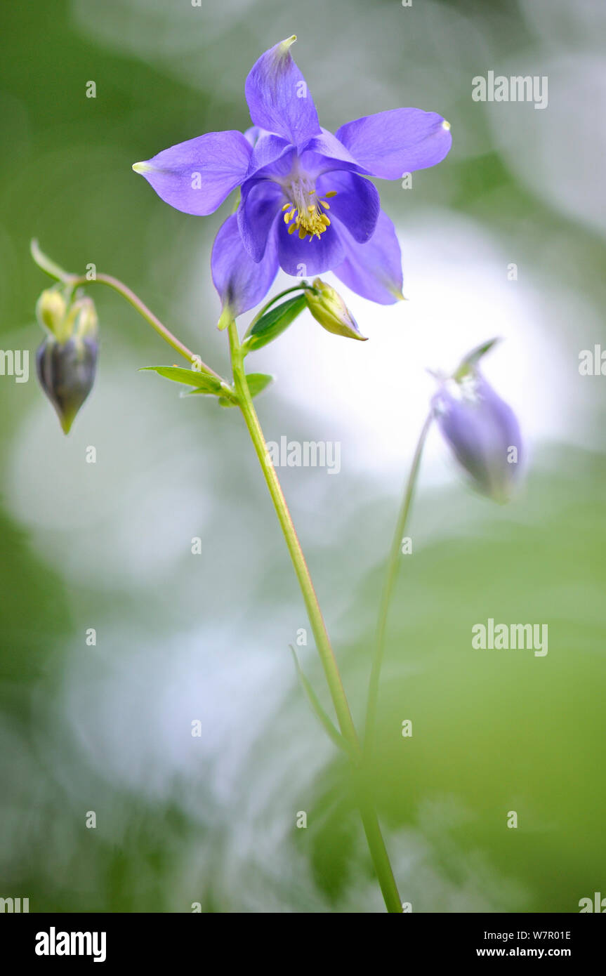 European columbine, (Aquilegia vulgaris) in flower. Foret de Puvenellle ...
