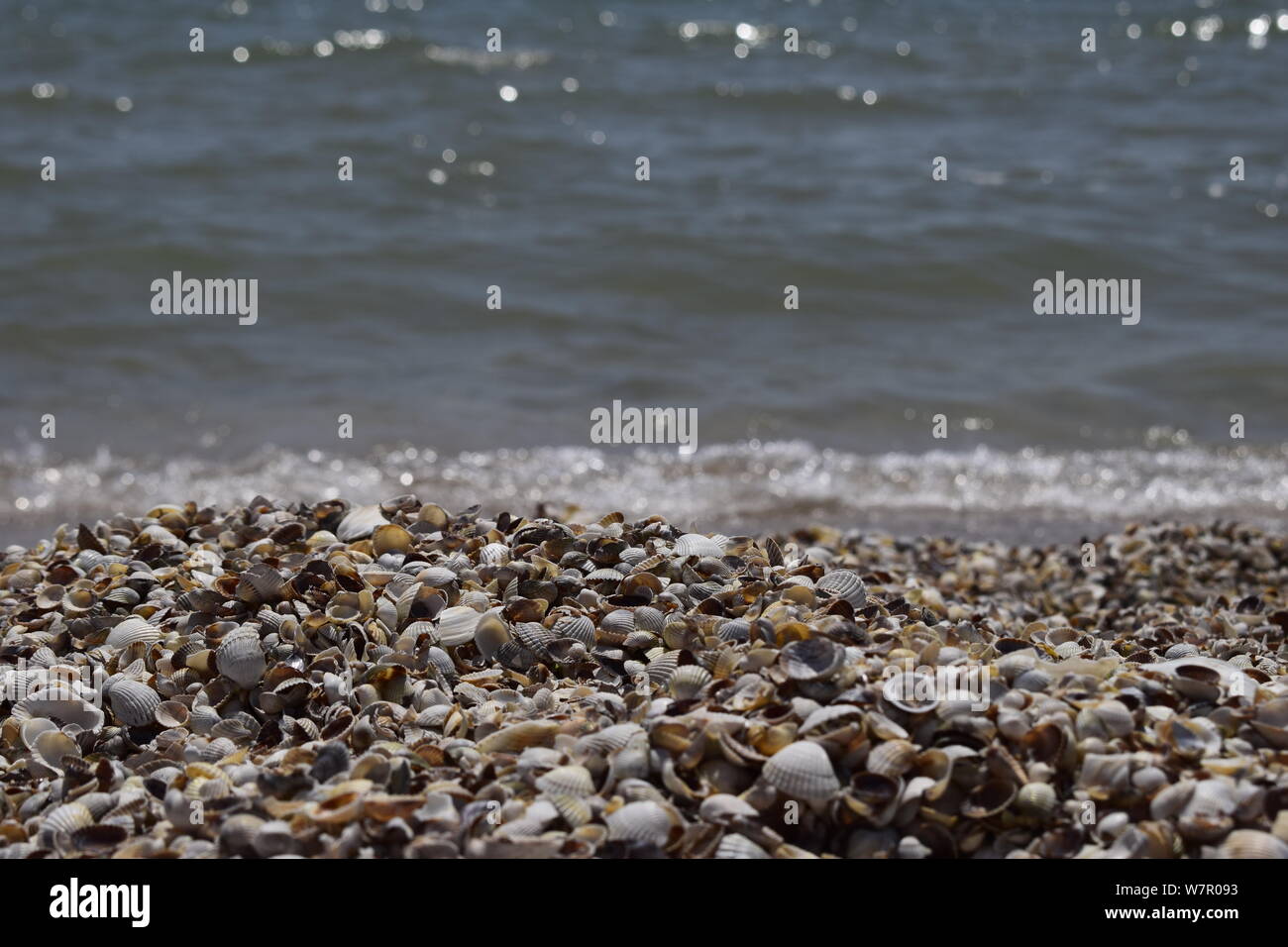 Shell and surf. Sea shells on the ocean, thrown out by the waves of the ...