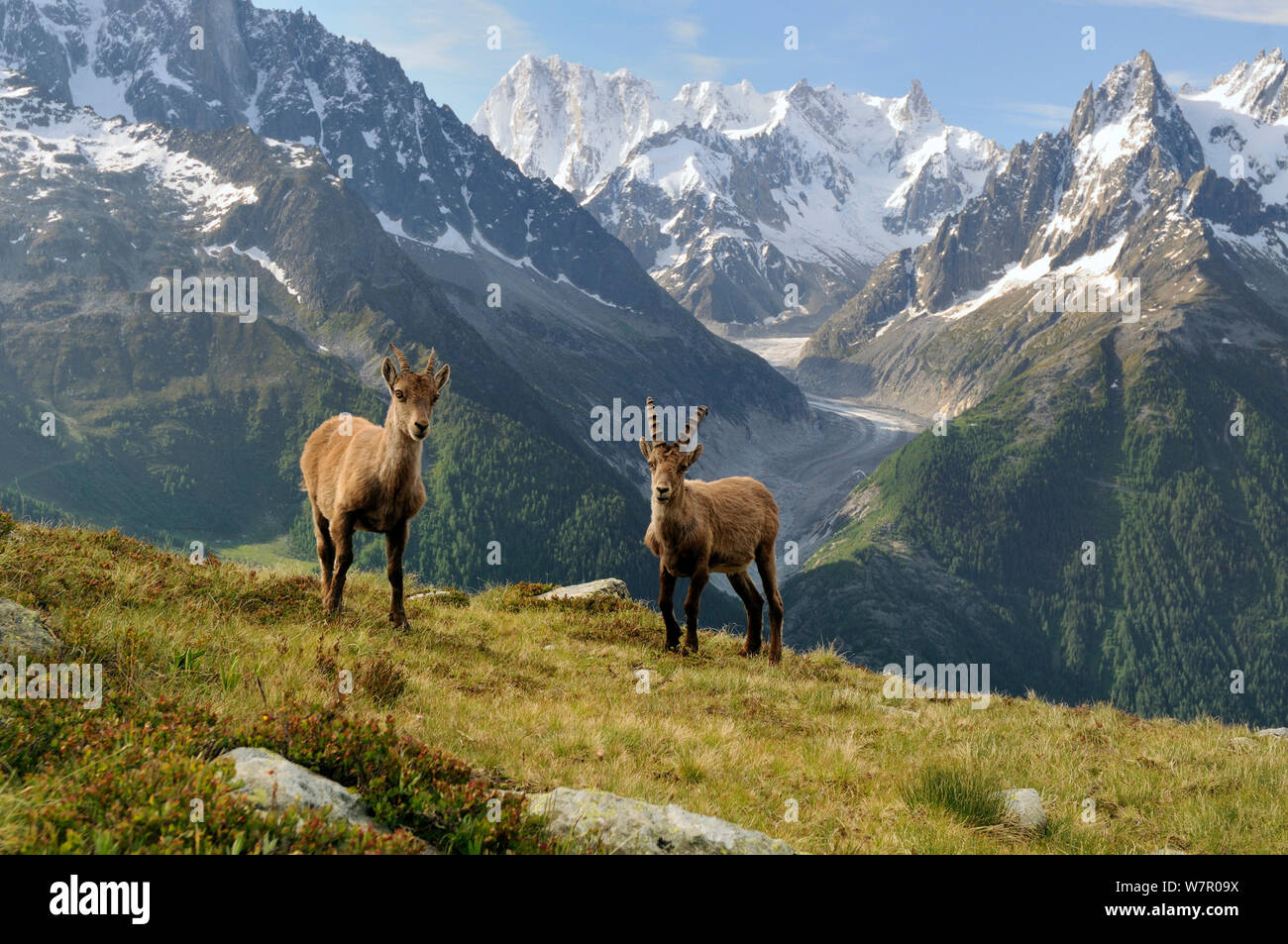 Female goats hi-res stock photography and images - Alamy