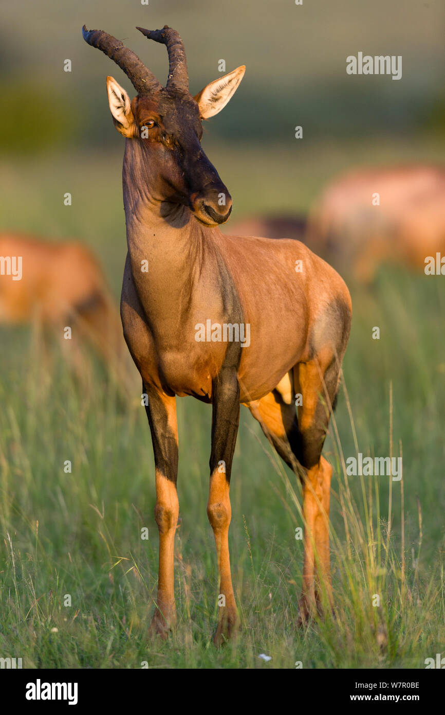 Topi males hi-res stock photography and images - Alamy