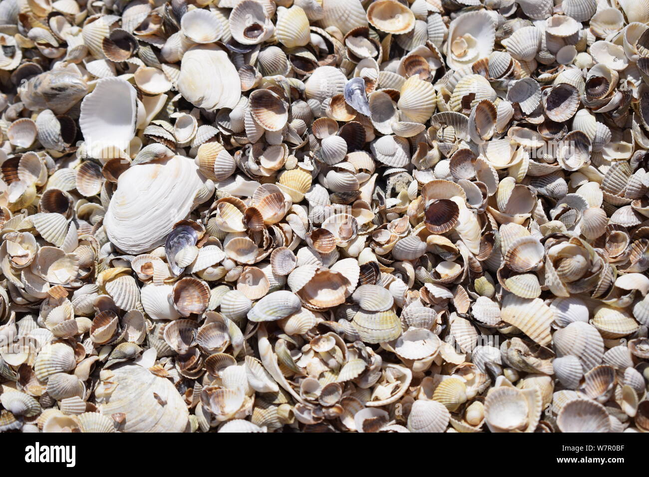 Sea shells composition. Natural background of broken seashells on the ...