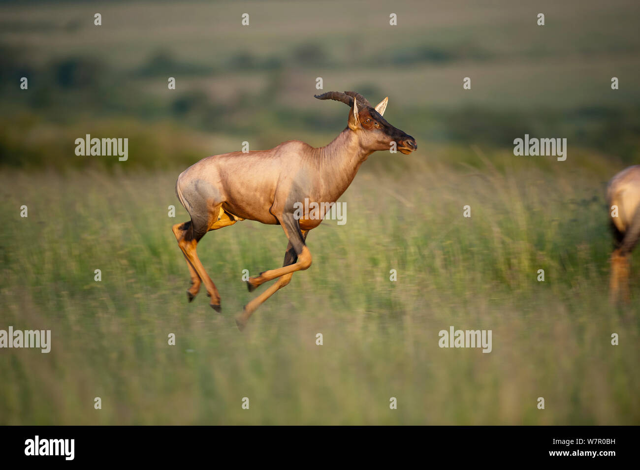 Male topis hi-res stock photography and images - Alamy